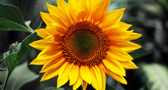 Декоративные подсолнухи - фото, описание сортов