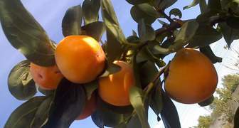 Хурма - посадка и уход за хурмой, подготовка к зиме.