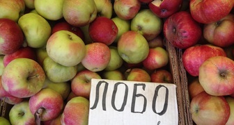 Nejlepší odrůdy jabloní: jak si vybrat a vypěstovat dokonalé jablko