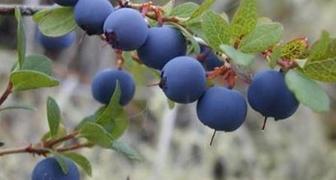 Подготовка посадочных ям для голубики - фото 10