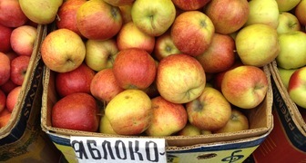 Nejlepší odrůdy jabloní: jak si vybrat a vypěstovat dokonalé jablko